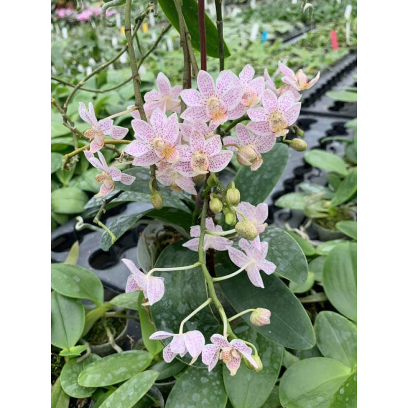 Орхидея Phal. Minus x Timothy Christopher - купить, доставка Украина